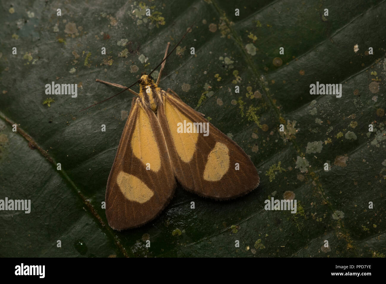 Moth From Peru High Resolution Stock Photography and Images - Alamy