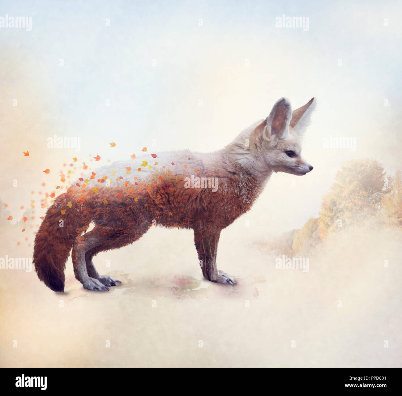 Double exposure of a Fennec Fox and autumn trees and leaves Stock Photo ...