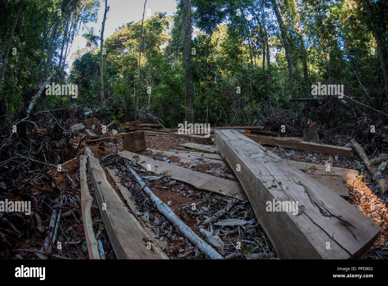 Over harvesting biodiversity hi-res stock photography and images - Alamy