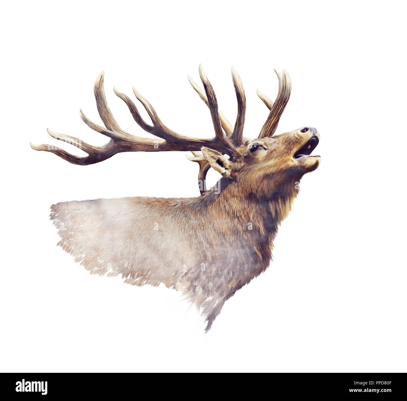 Bull Elk portrait watercolor on white background Stock Photo - Alamy