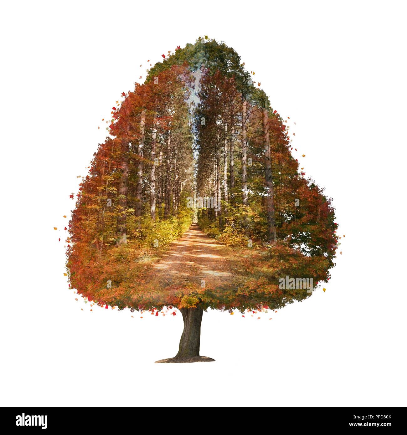 Autumn tree Double Exposure effect on white background Stock Photo - Alamy