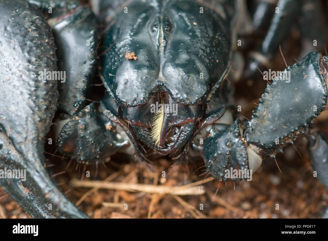 Blue Asian Forest Scorpion (Heterometrus spinifer Stock Photo - Alamy