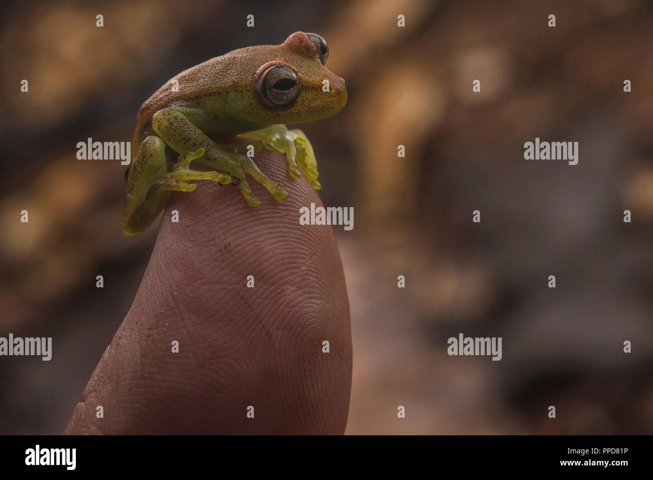 A Boana species tree frog sitting on a finger for size comparison Stock ...