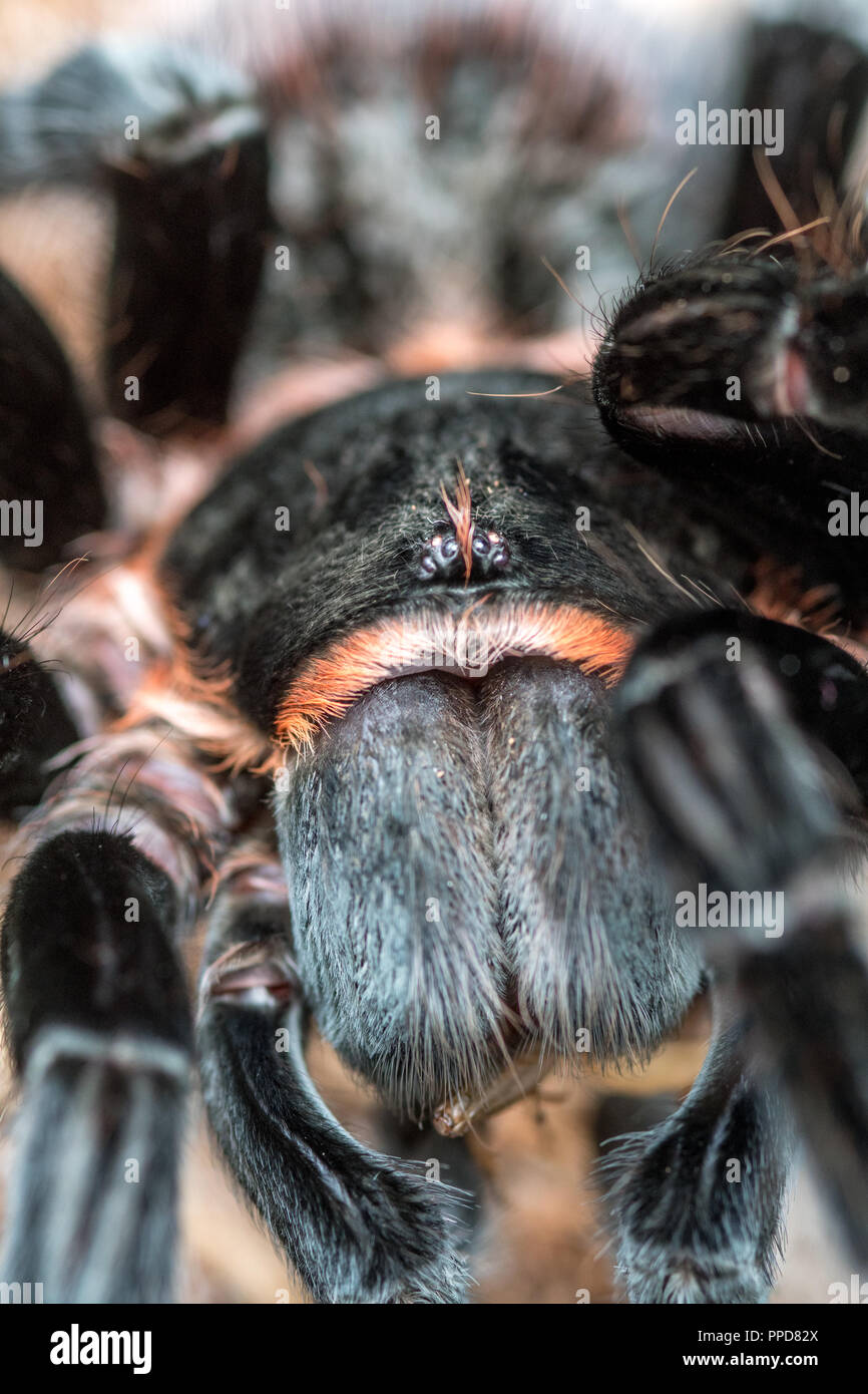 Tarantula Spider (Theraphosidae Stock Photo - Alamy