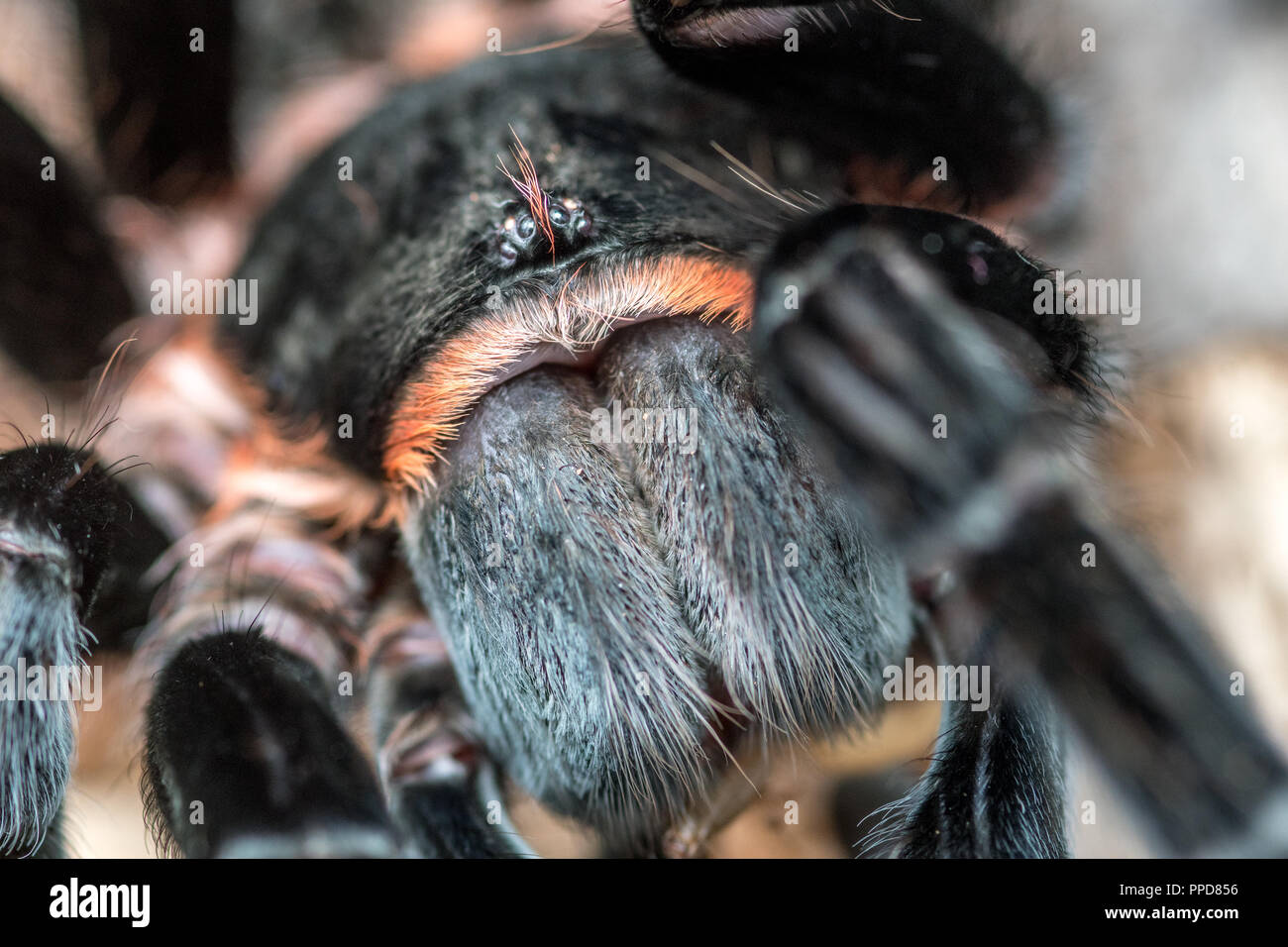 Tarantula Spider (Theraphosidae Stock Photo - Alamy
