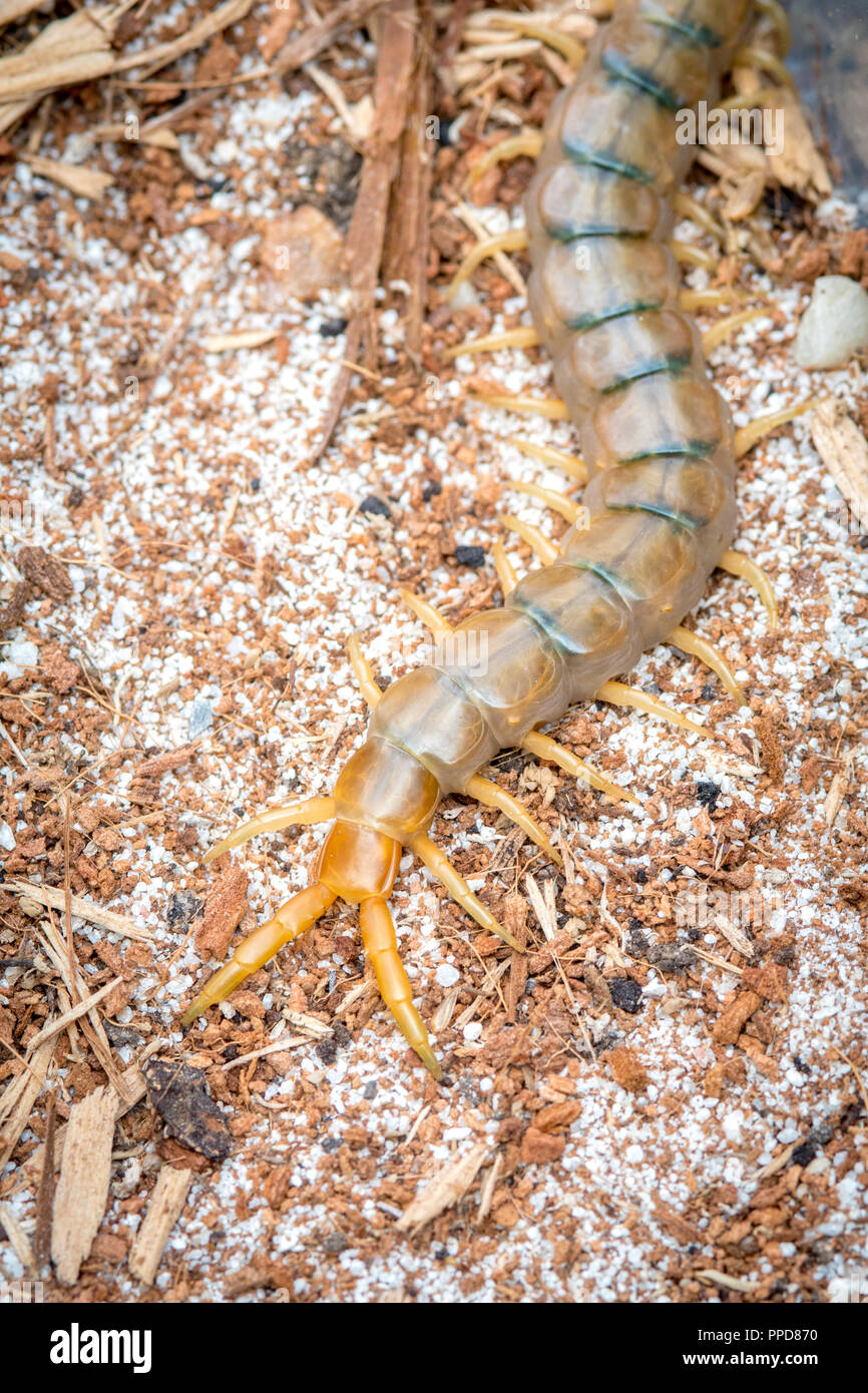 Tropical Centipede (Scolopendromorpha Stock Photo - Alamy