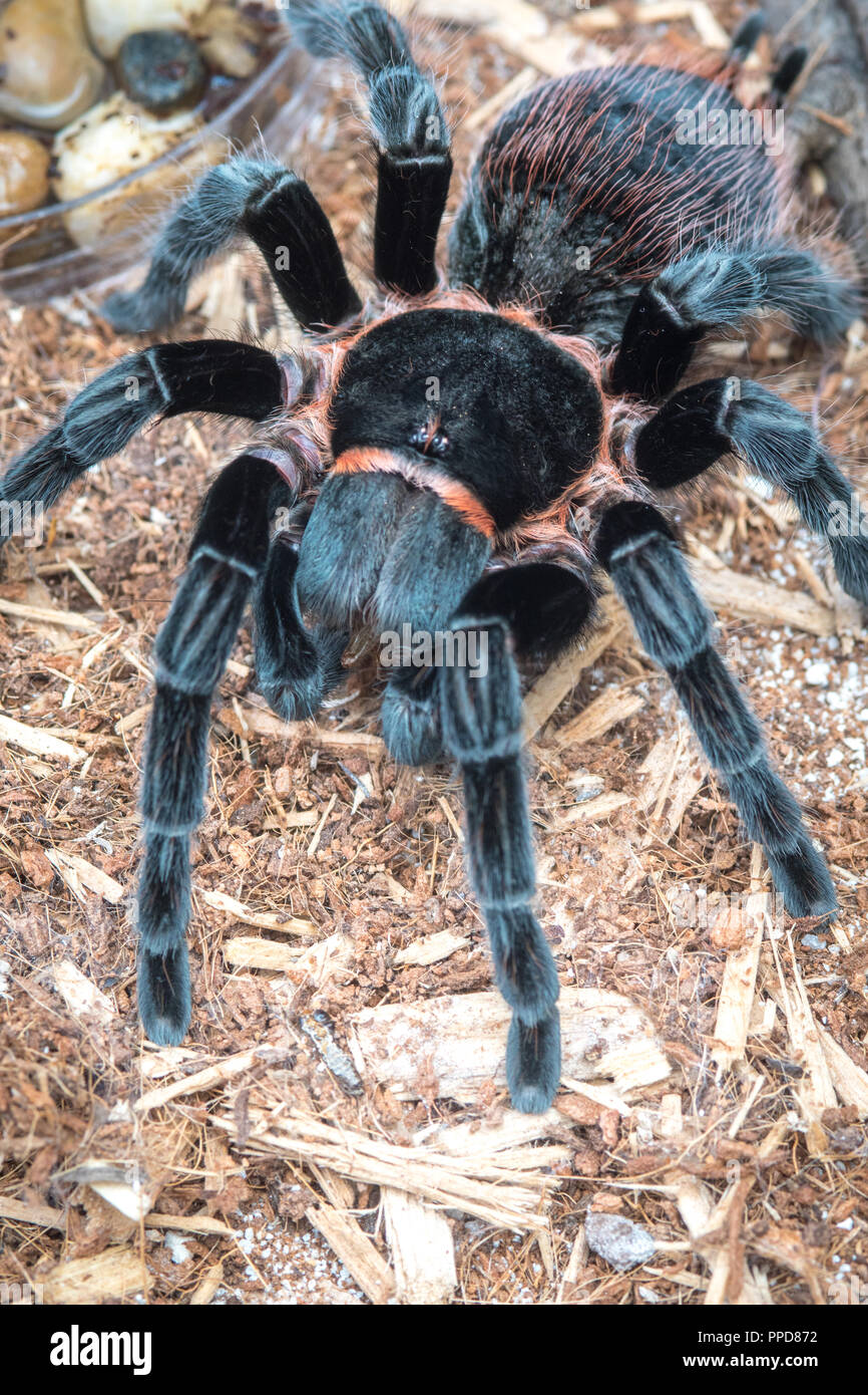 Tarantula Spider (Theraphosidae Stock Photo - Alamy