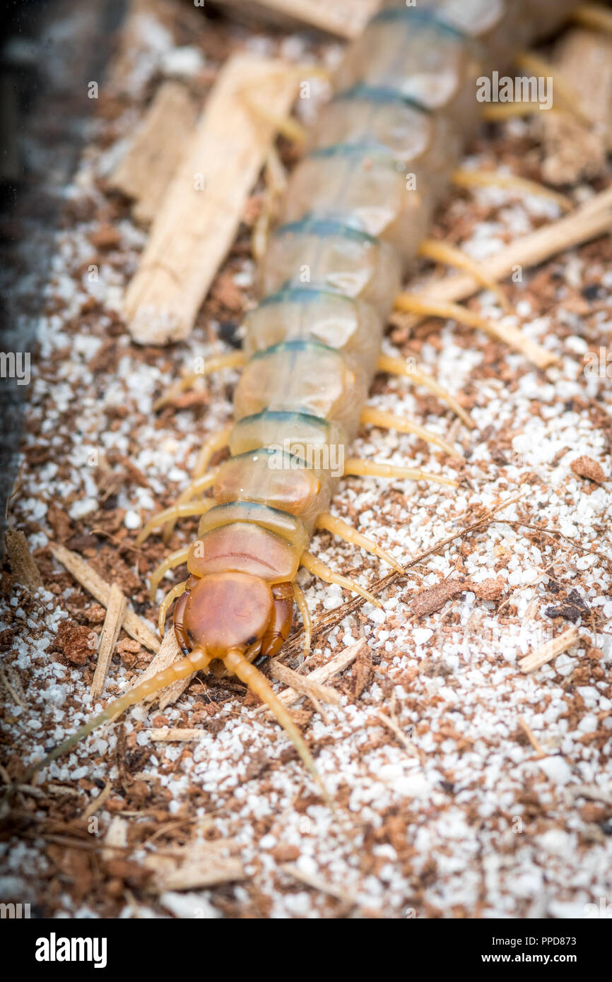 Tropical centipede hi-res stock photography and images - Alamy