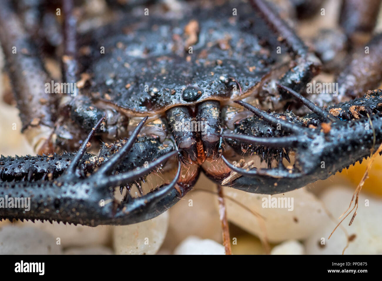 Amblypygi hi-res stock photography and images - Alamy