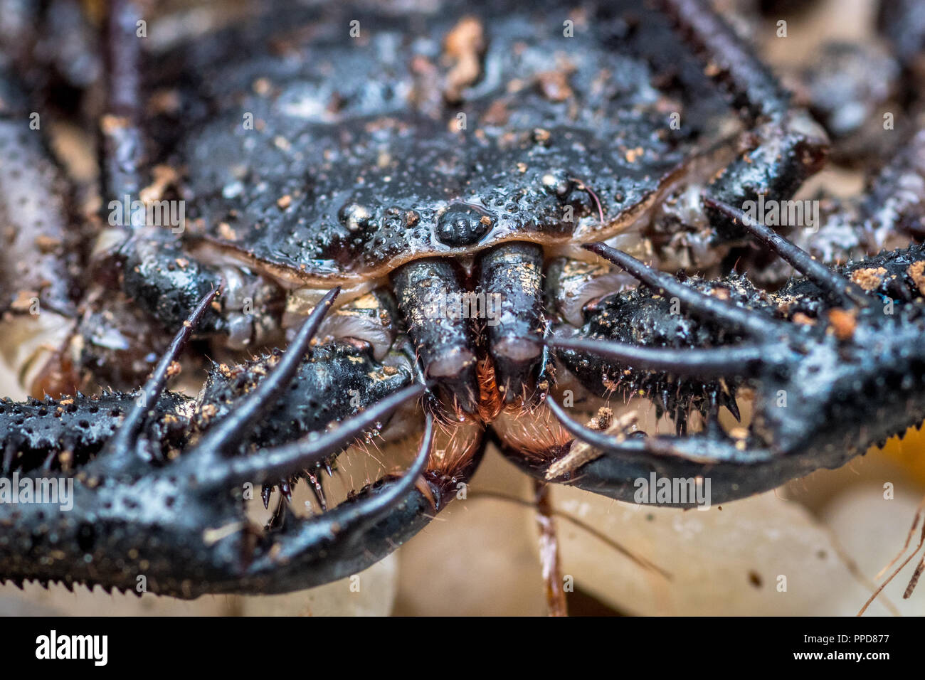Tailless Whip Scorpion (Amblypygi Stock Photo - Alamy