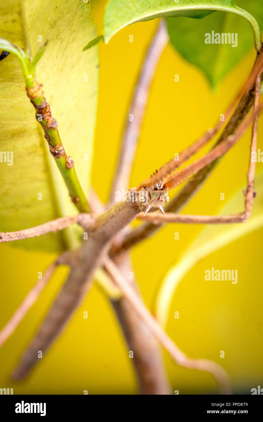 Stick Insect (Phasmatodea Stock Photo - Alamy