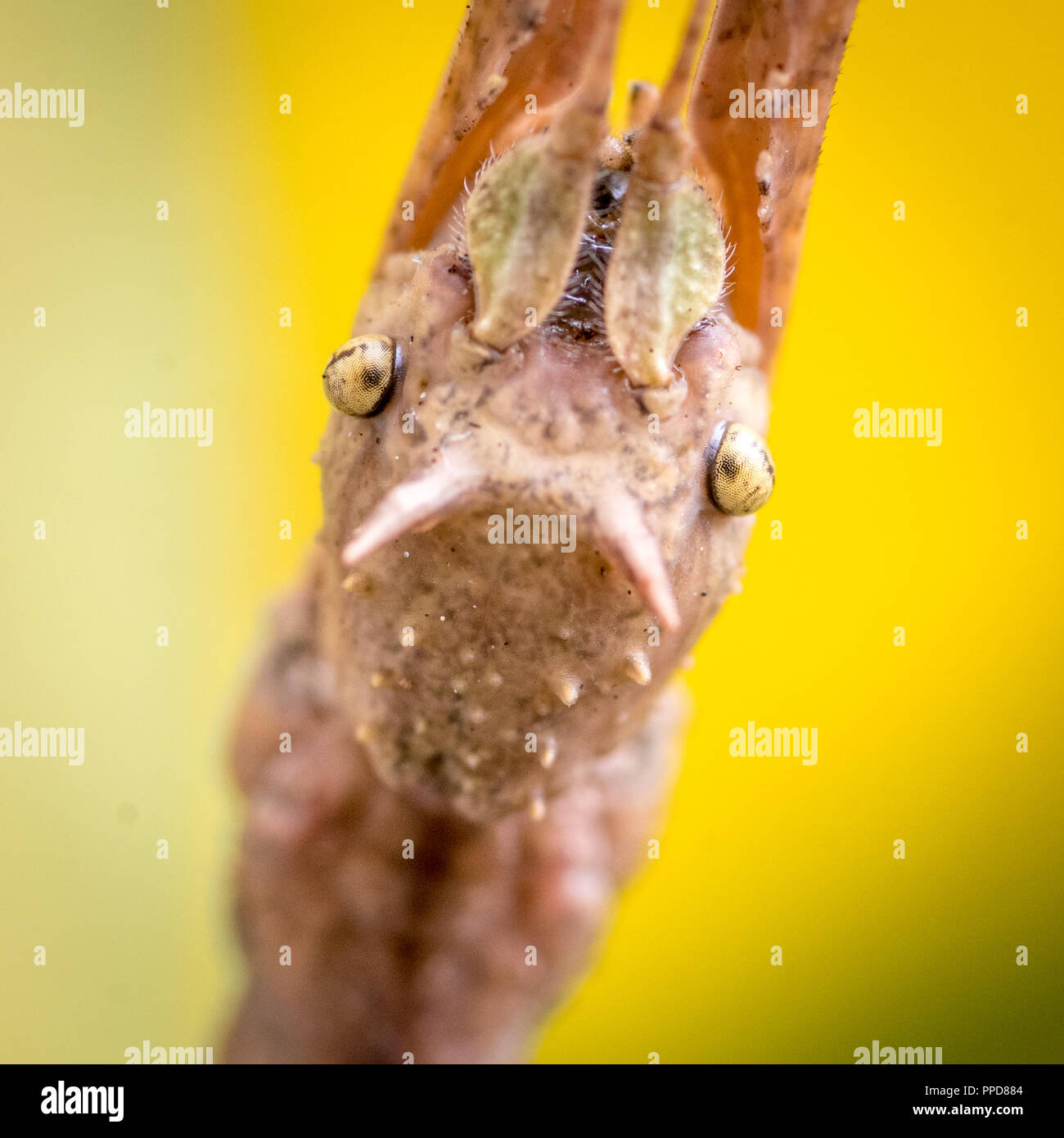 Stick Insect (Phasmatodea Stock Photo - Alamy