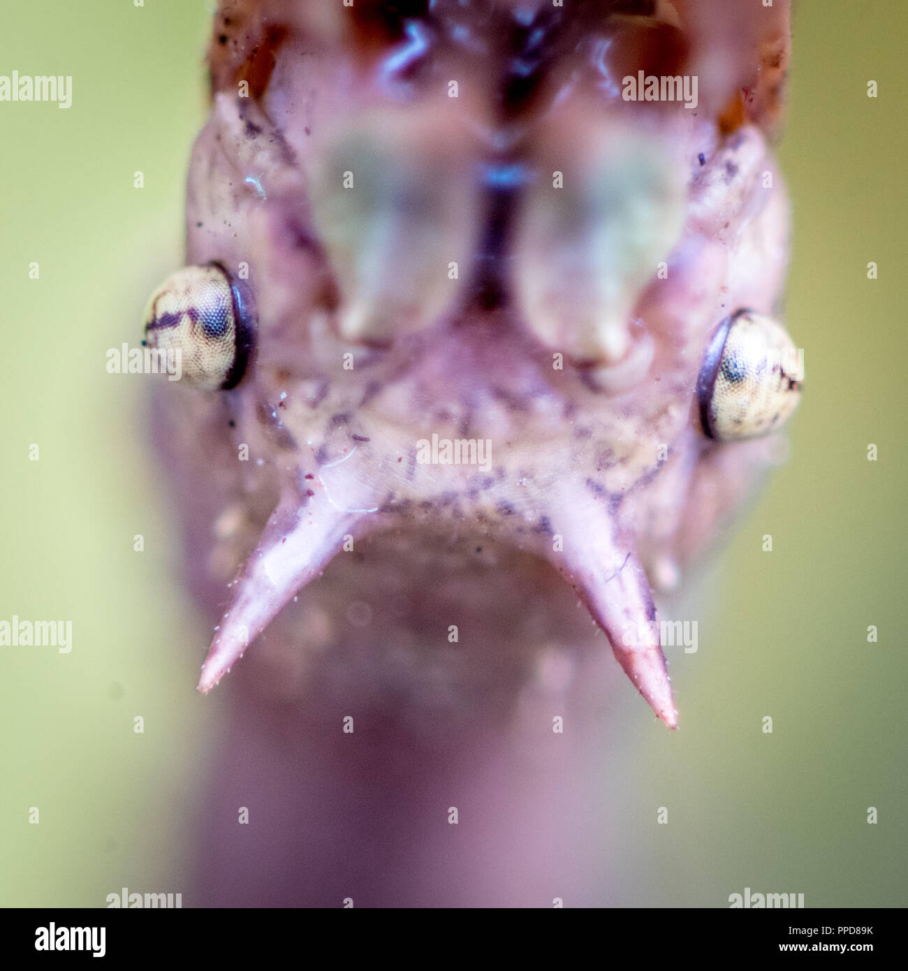 Stick Insect Phasmatodea Stock Photo Alamy