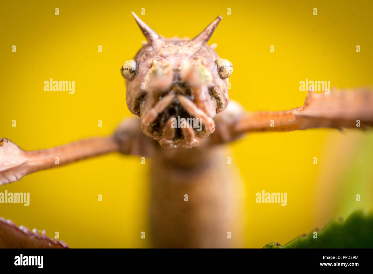 Stick Insect Phasmatodea Stock Photo Alamy