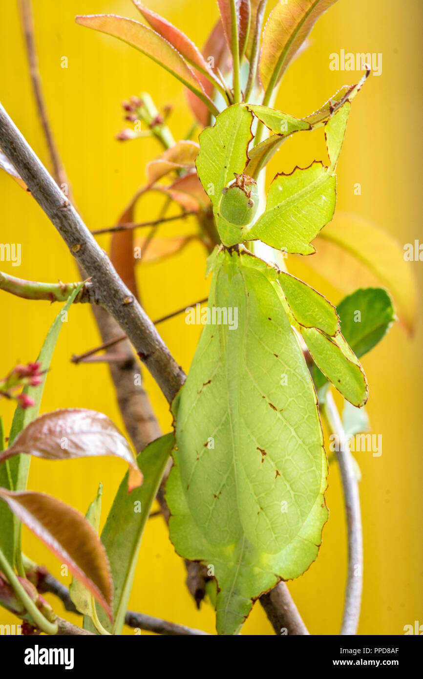 Phylliidae hi-res stock photography and images - Alamy