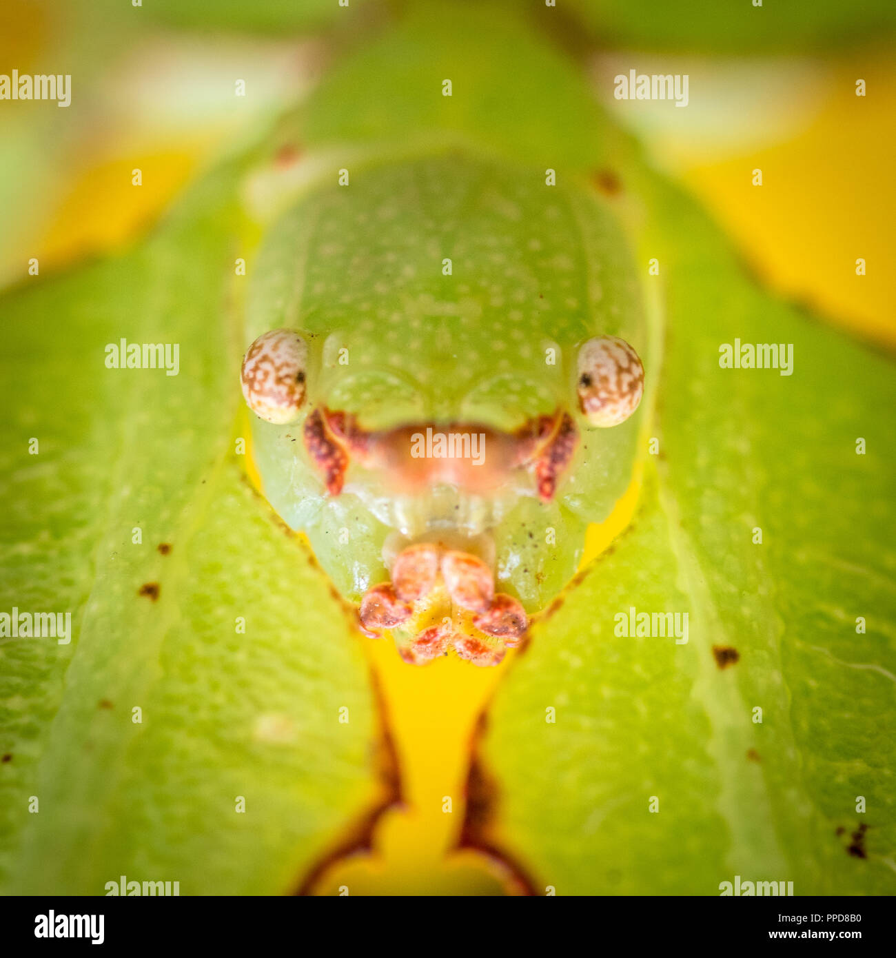 Phylliidae hi-res stock photography and images - Alamy