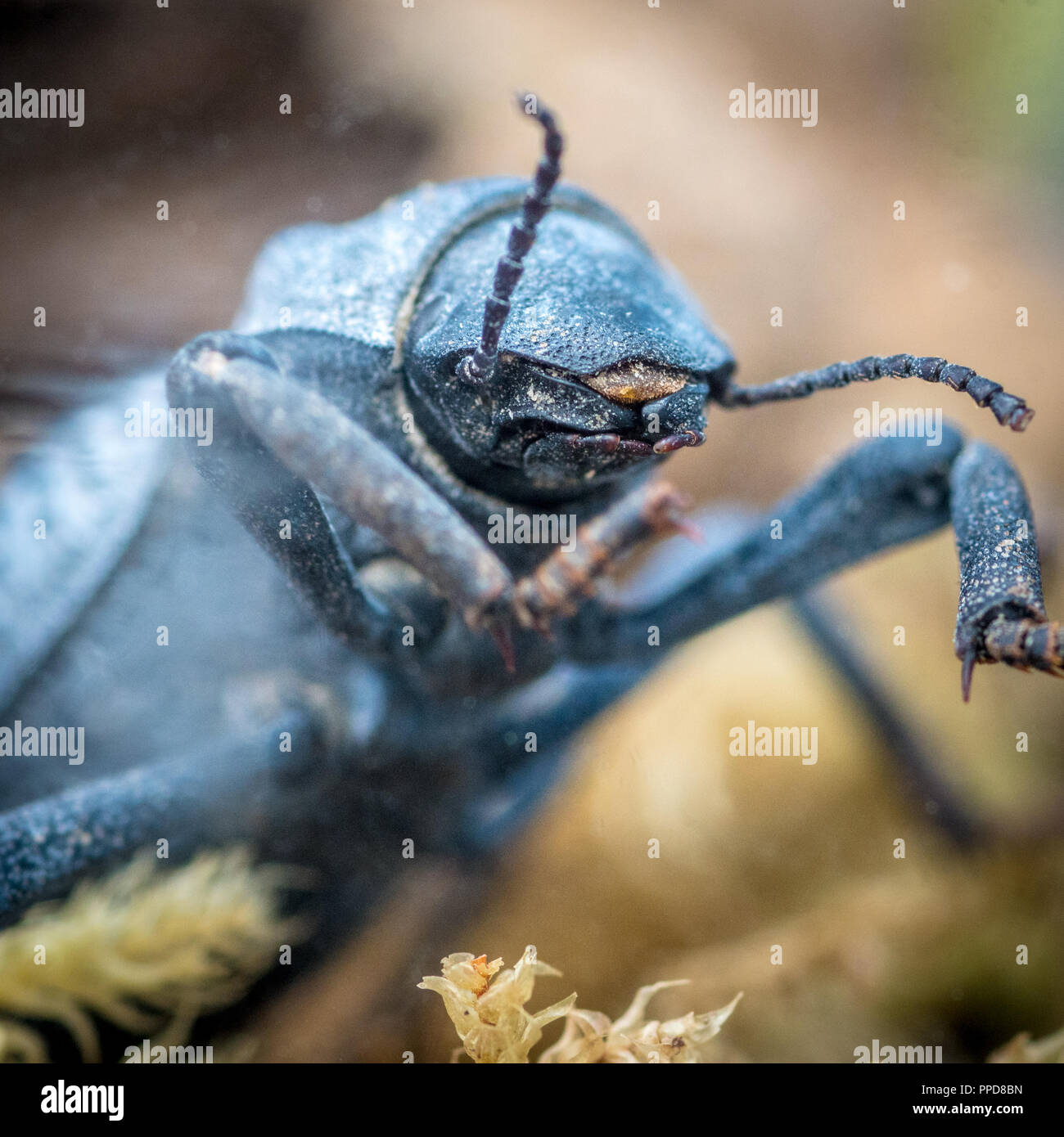 Desert ironclad beetle or blue death feigning beetle (Asbolus ...