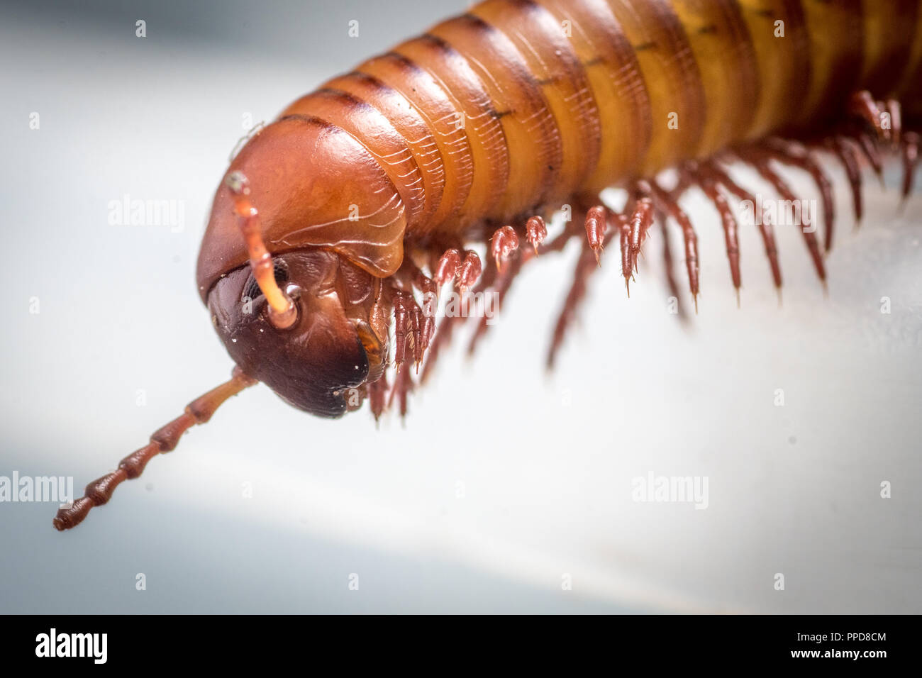Detritivore hi-res stock photography and images - Alamy