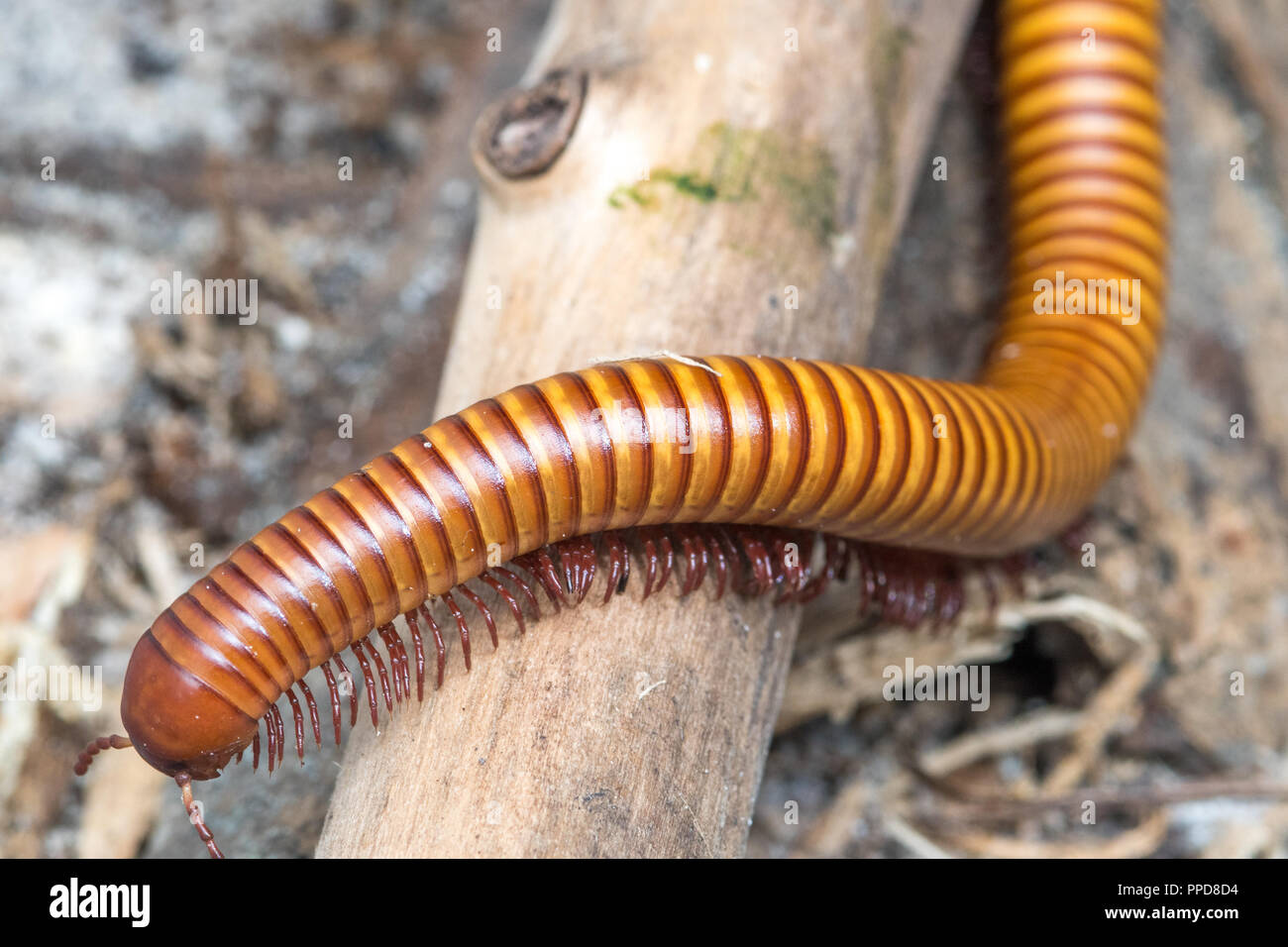Desert millipede (Orthoporus ornatus Stock Photo - Alamy