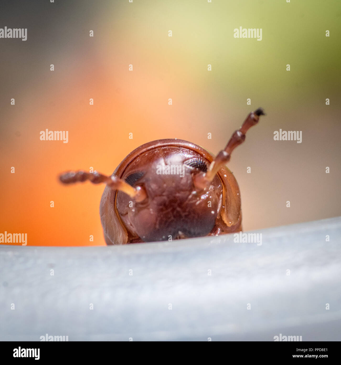 Orthoporus ornatus hi-res stock photography and images - Alamy