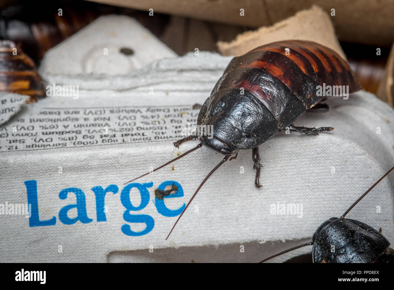 Madagascar hissing cockroach (Gromphadorhina portentosa Stock Photo - Alamy