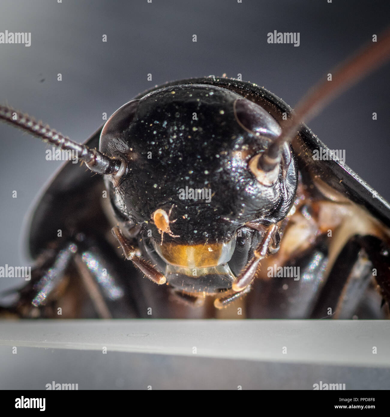 Madagascar hissing cockroach (Gromphadorhina portentosa Stock Photo - Alamy