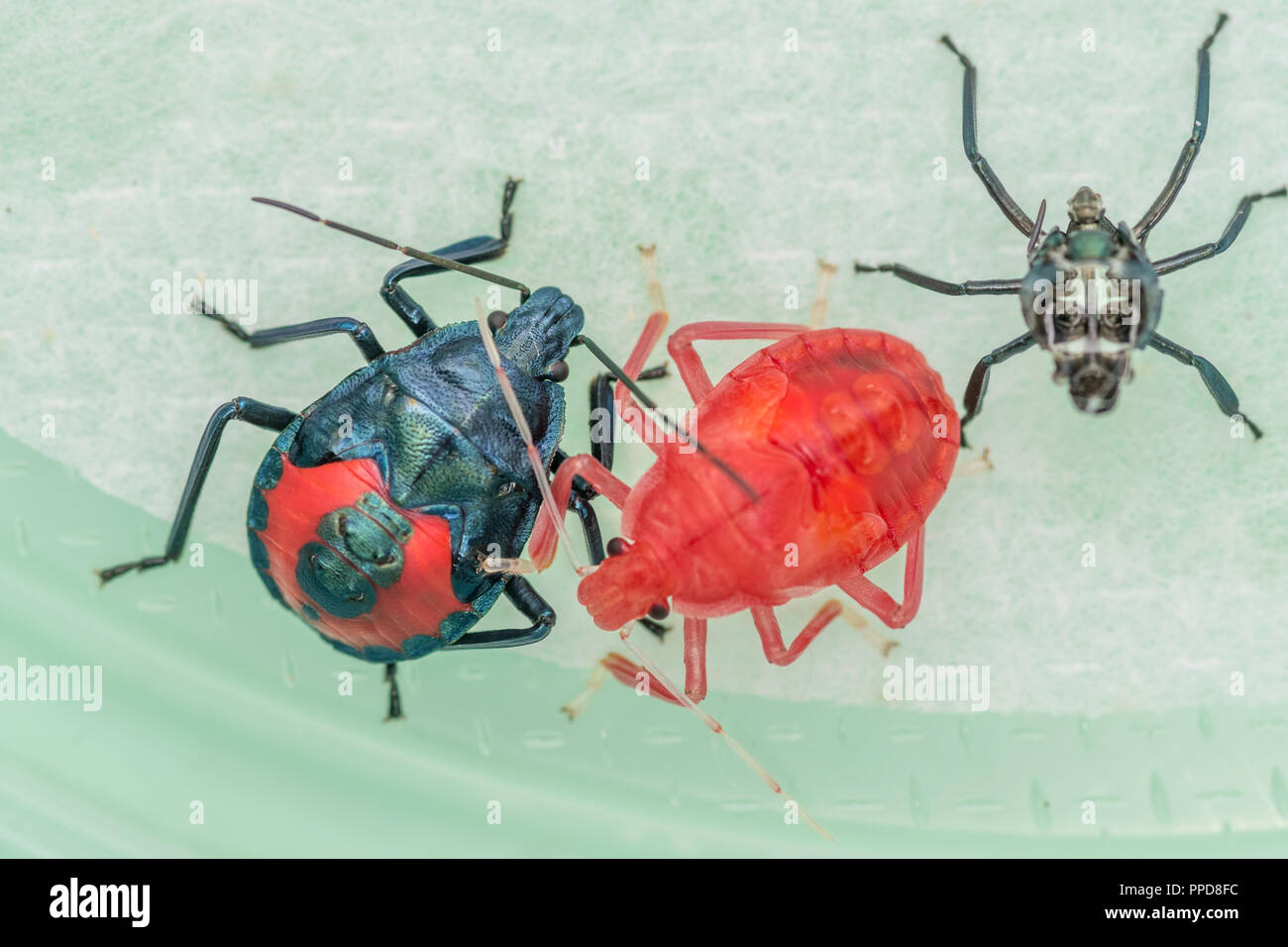 Stink bug life cycle hi-res stock photography and images - Alamy