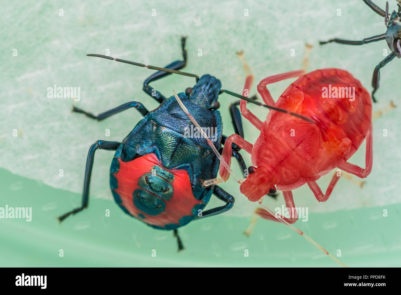 Stink bug life cycle hi-res stock photography and images - Alamy