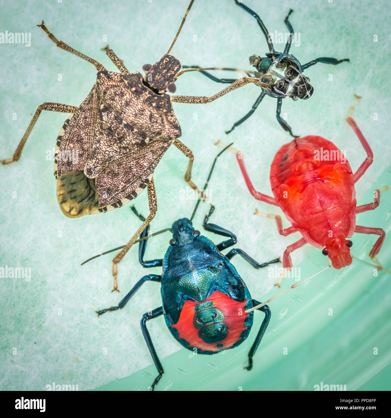 Stink bug life cycle hi-res stock photography and images - Alamy