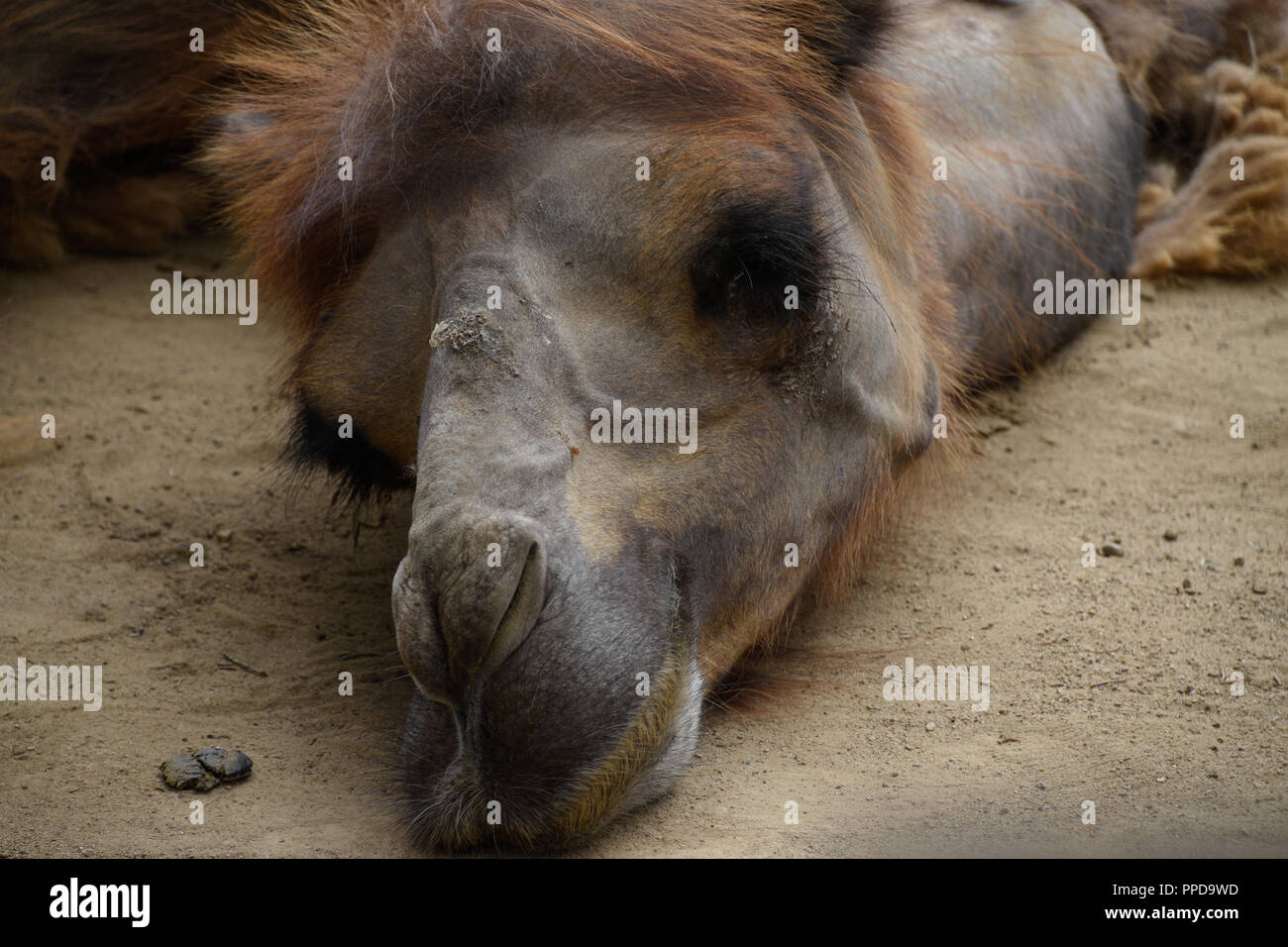 Camel sleeping hi-res stock photography and images - Alamy
