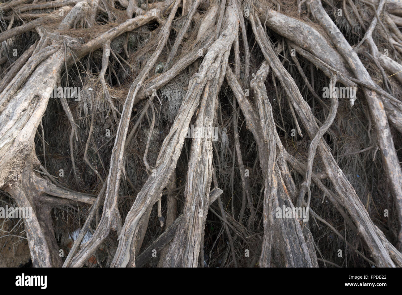Root tree The roots of a large pine tree on the beach Stock Photo - Alamy