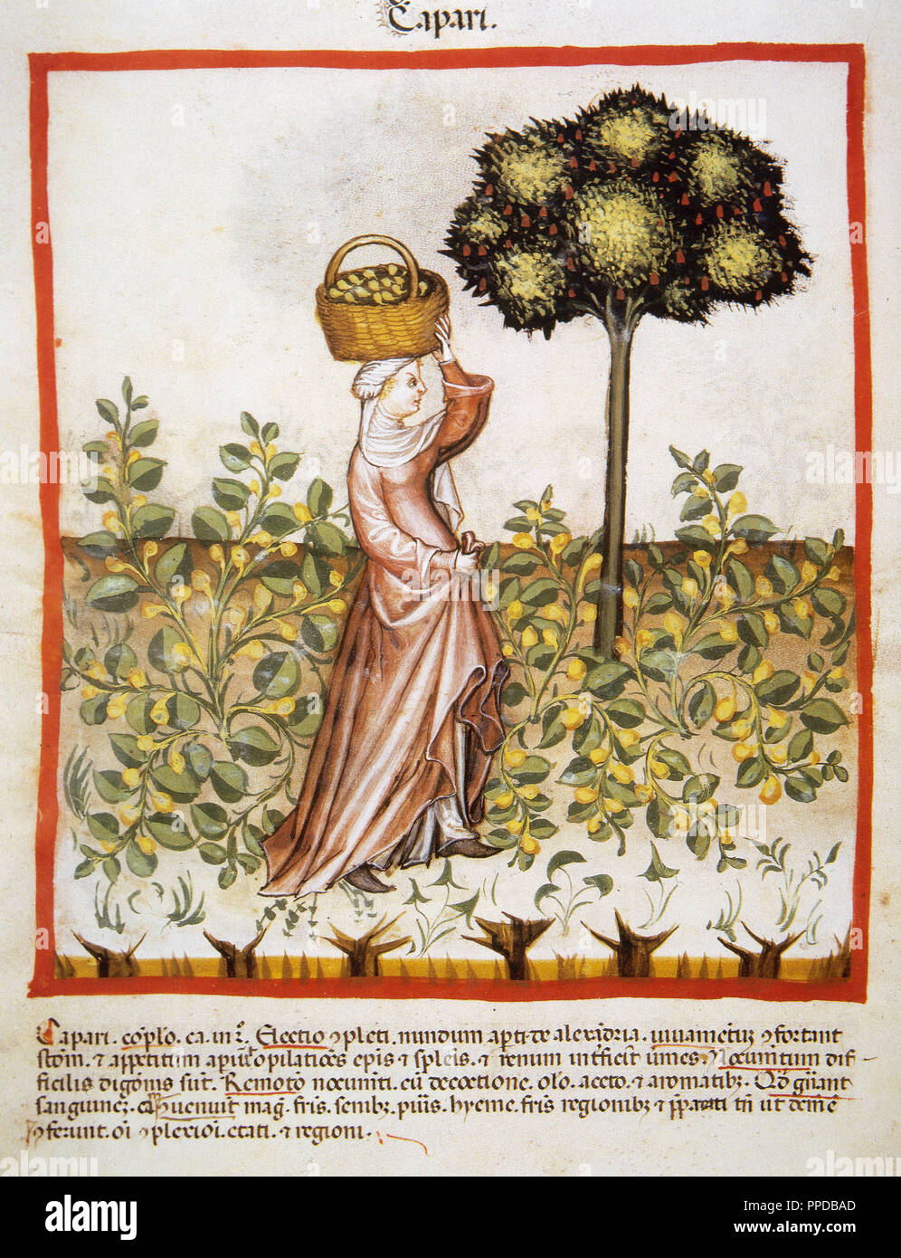 Tacuinum Sanitatis. Medieval Health Handbook, dated before 1400, based ...