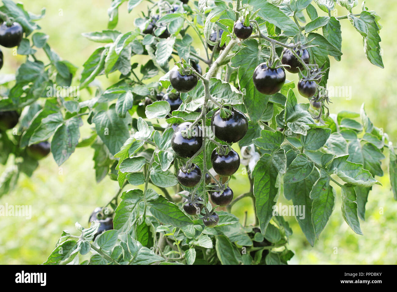 Tomato indigo rose hi-res stock photography and images - Alamy