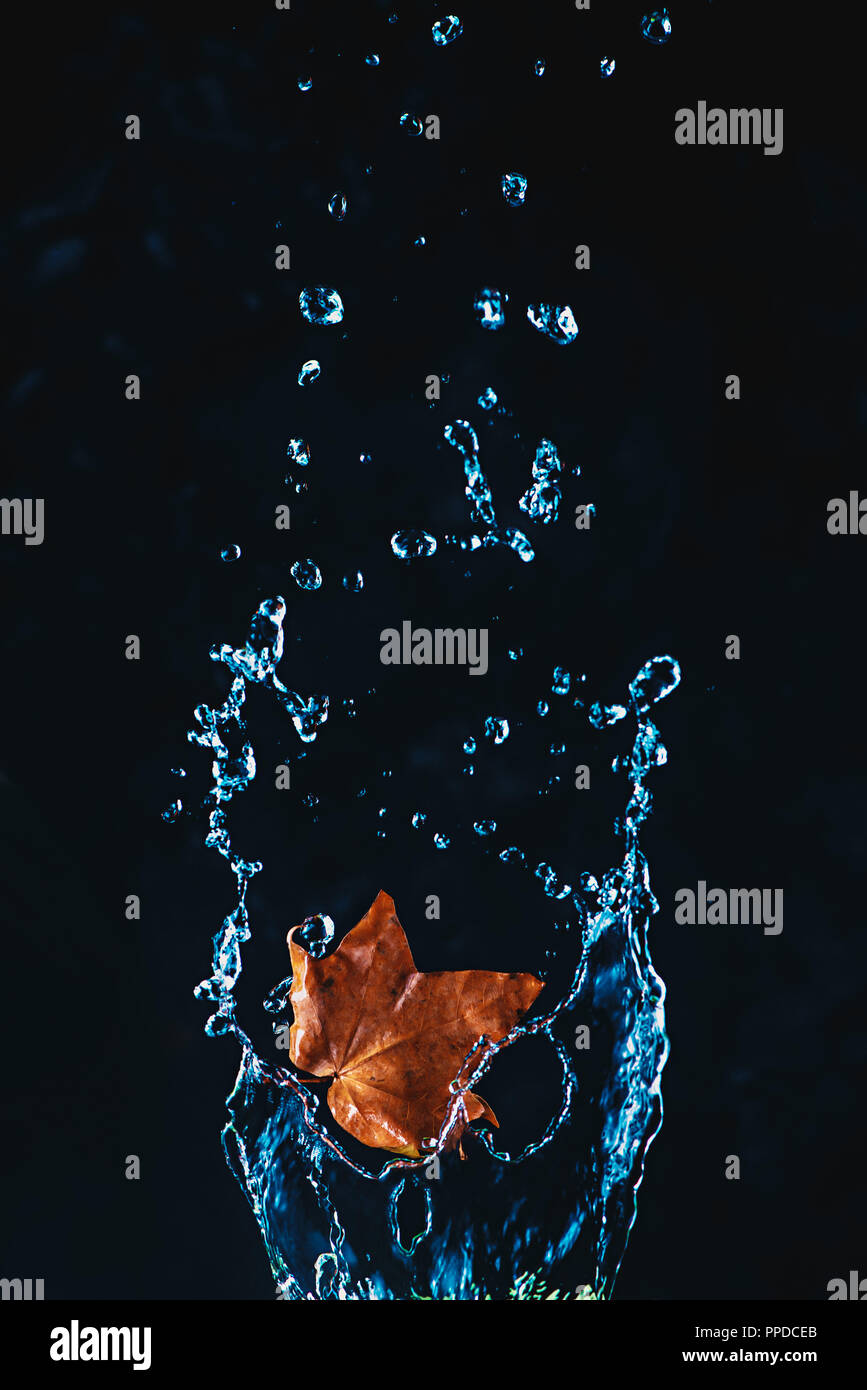 Maple leaf in a splash of water on a dark background. High-speed autumn ...