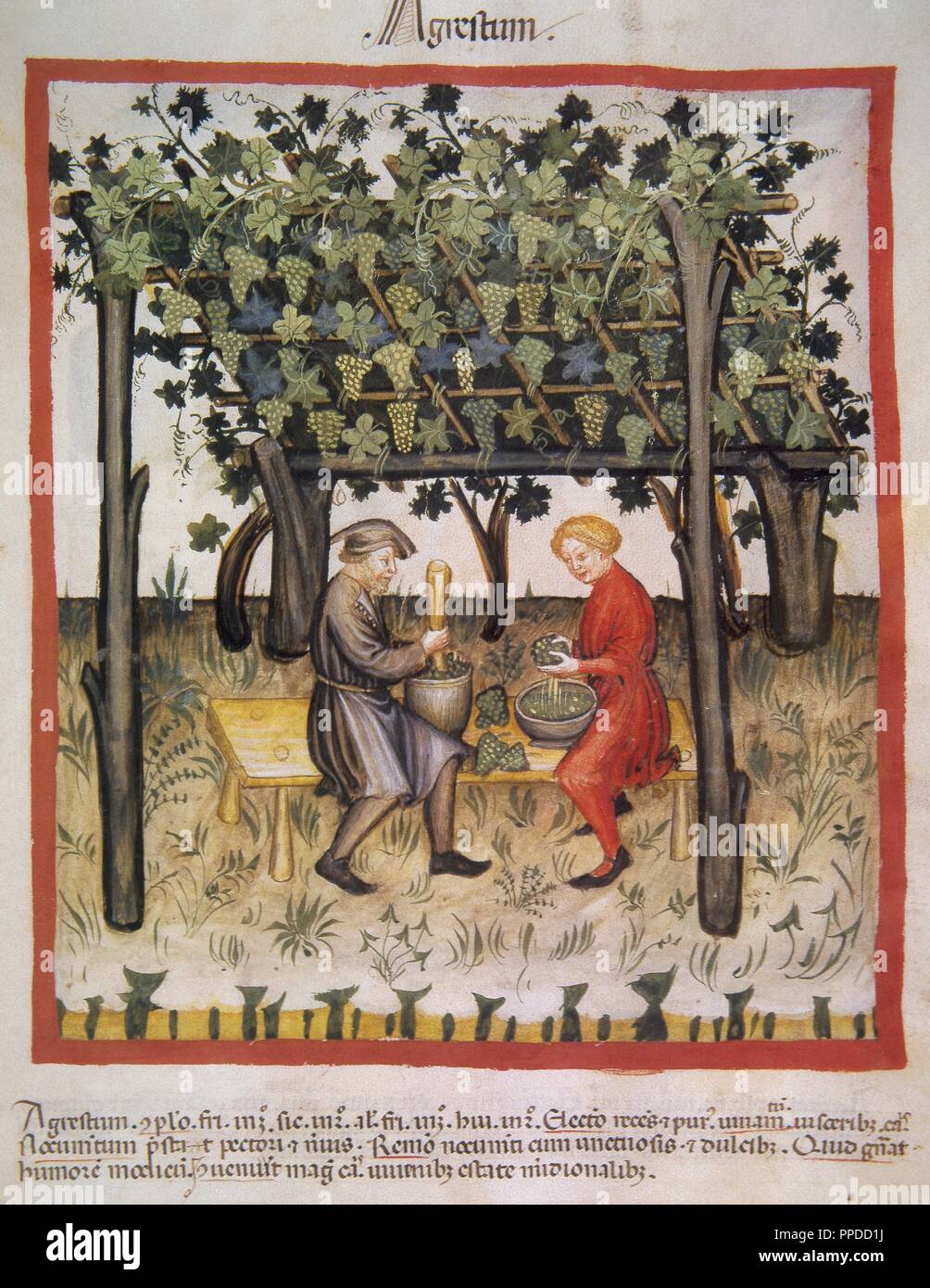 Tacuinum Sanitatis. 14th century. Medieval handbook of health. Vino ...