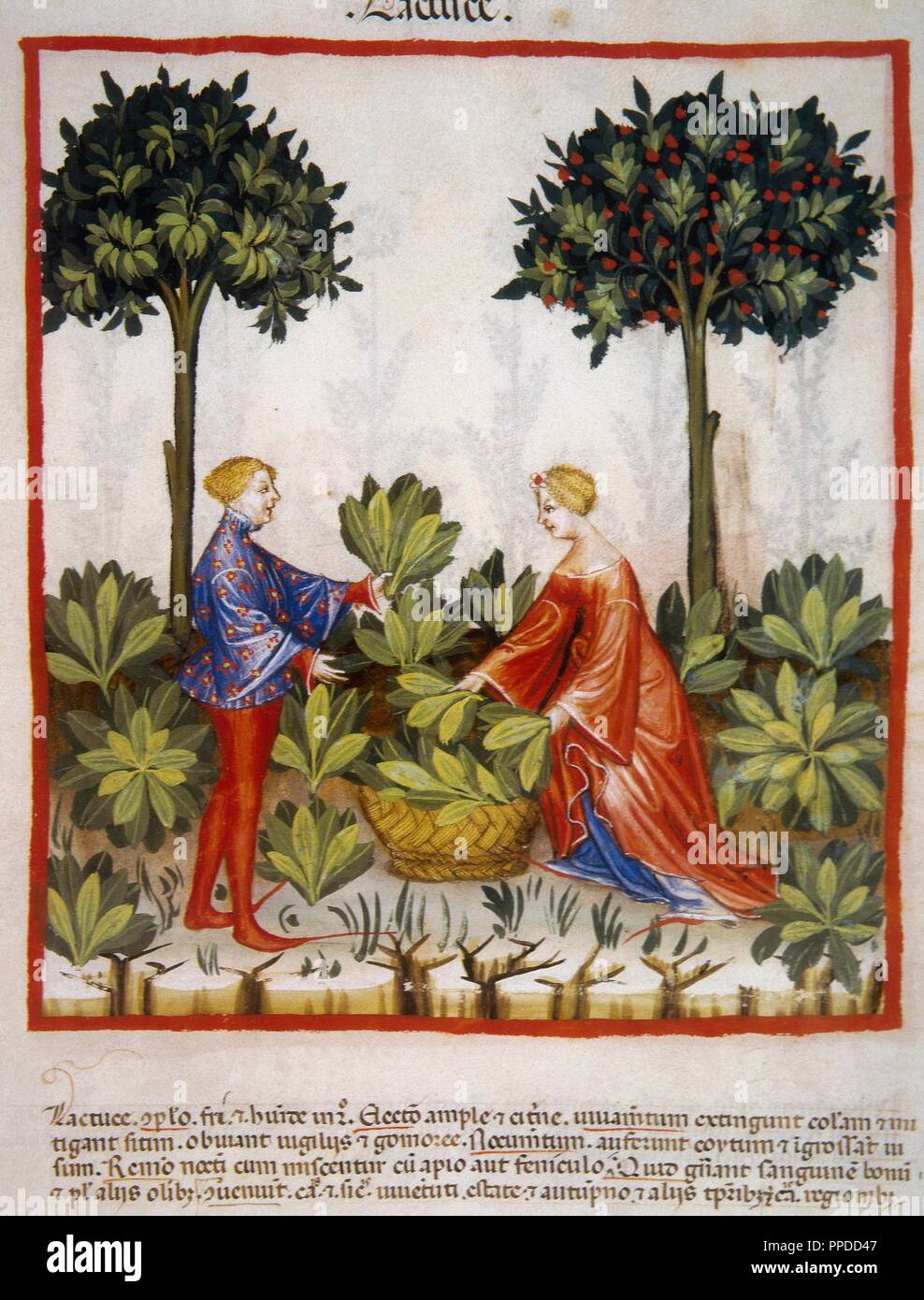 Tacuinum Sanitatis. 14th century. Medieval handbook of health. Lettuce ...