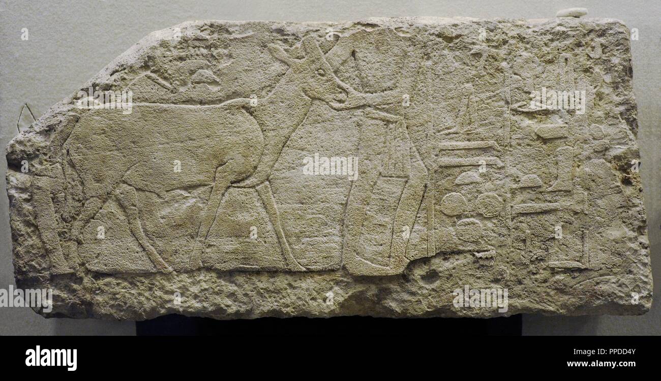 Egyptian antelope hi-res stock photography and images - Alamy