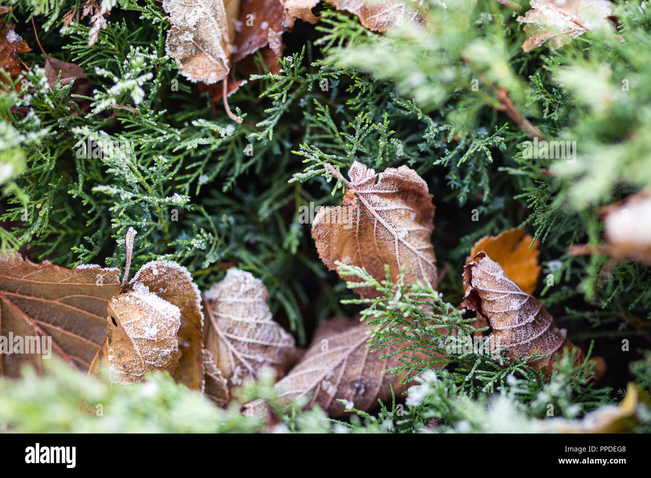 First ground frost covered fresh green leaves in early autumn morning ...