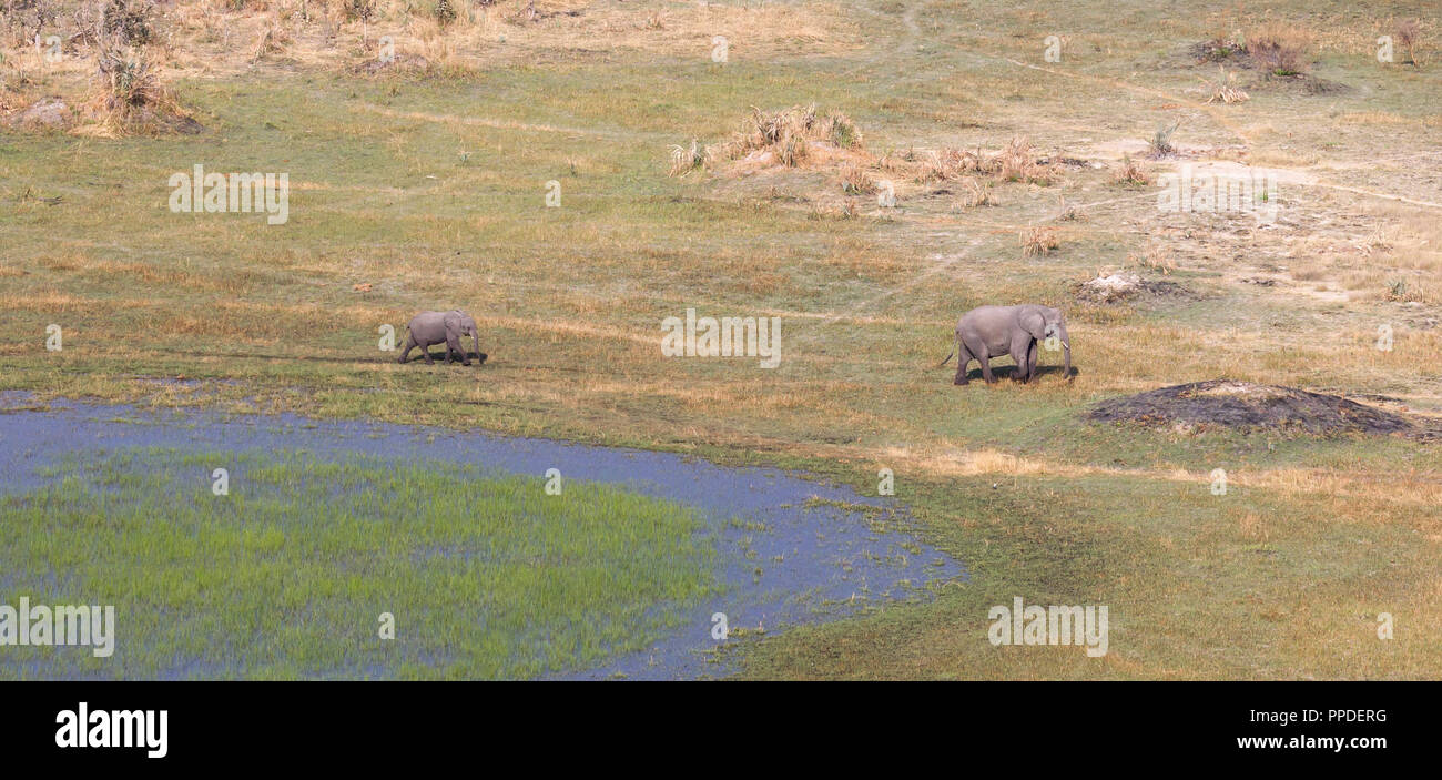 Elephant (mother and calf) in the Okavango delta (Botswana), aerial ...