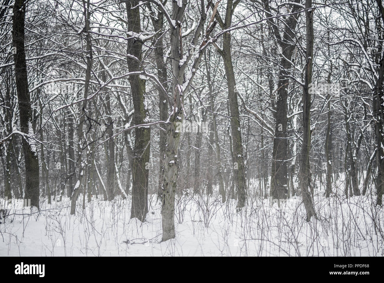 Dark grey forest or city park trees and bushes during snowfall in ...