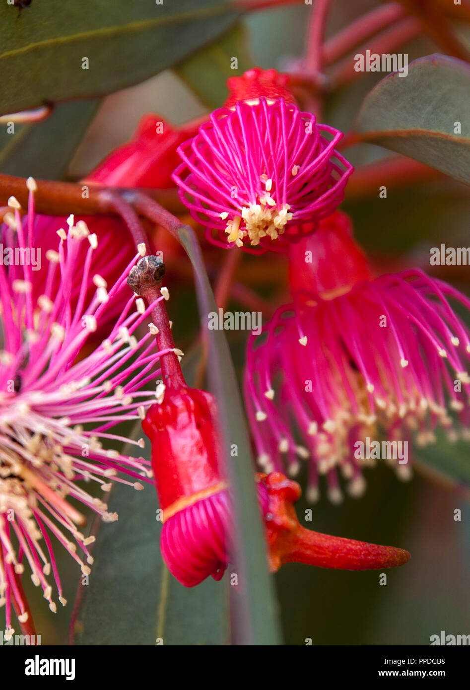 Silver princess buds hi-res stock photography and images - Alamy