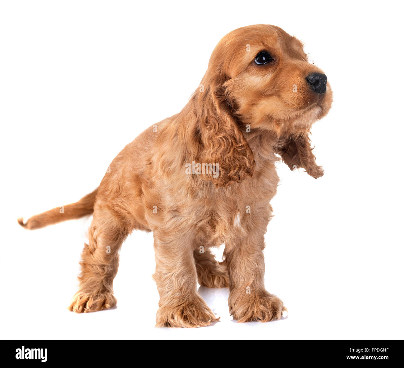 puppy cocker spaniel in front of white background Stock Photo - Alamy