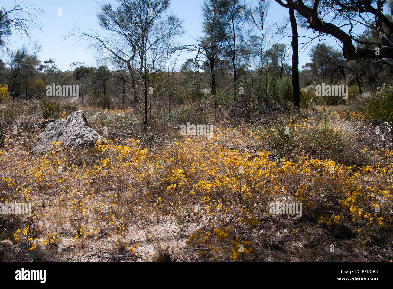 Australian outback trees yellow sand hi-res stock photography and ...