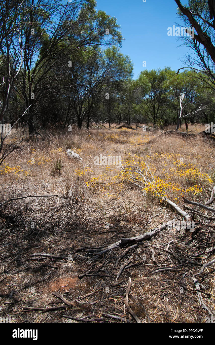 Scrub she oak hi-res stock photography and images - Alamy