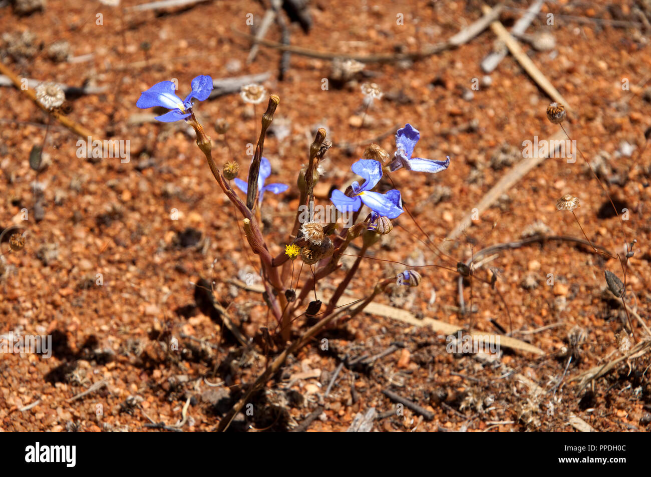 Gnamma trail hi-res stock photography and images - Alamy