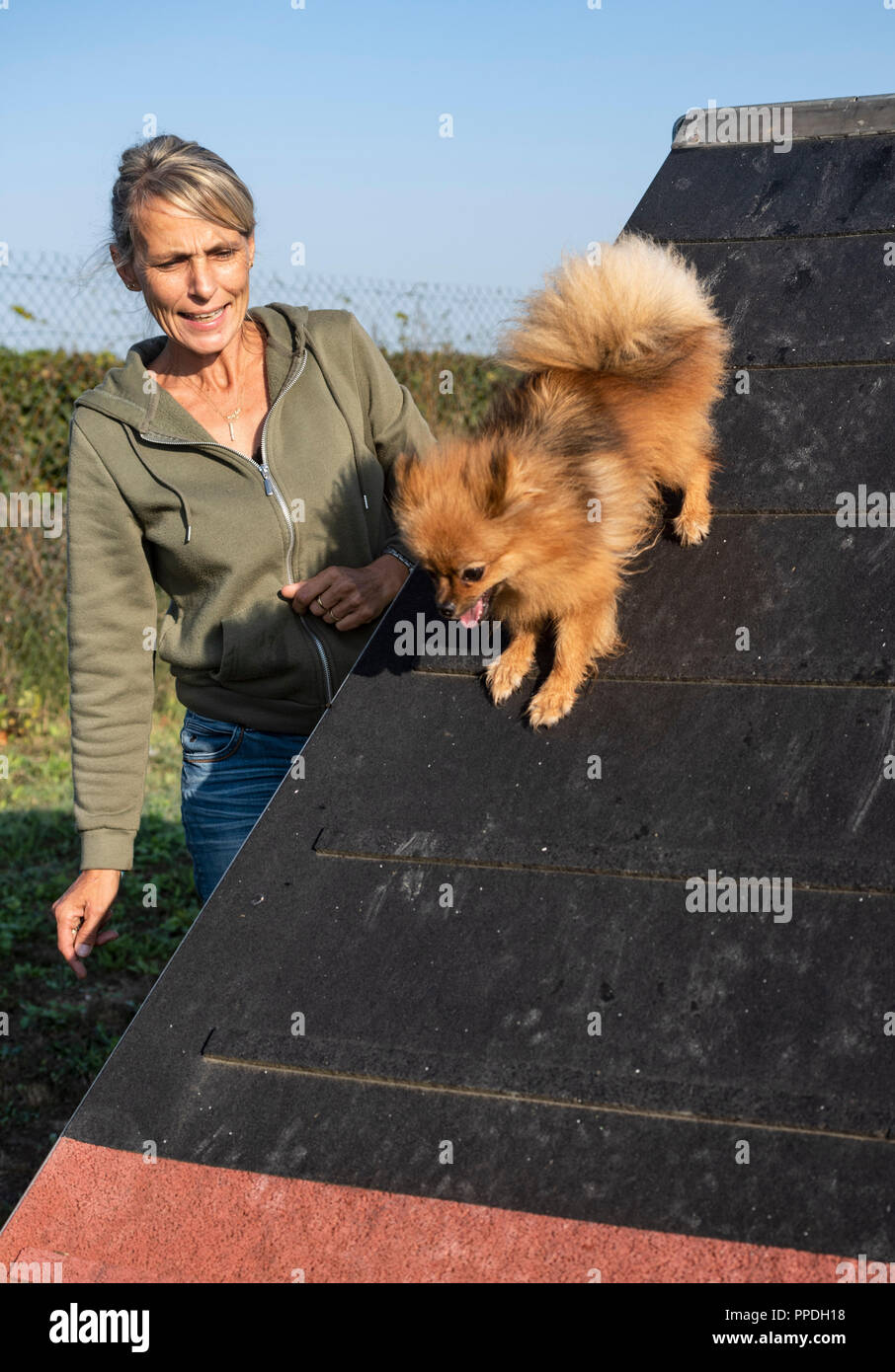 training of agility for a spitz with his owner Stock Photo - Alamy