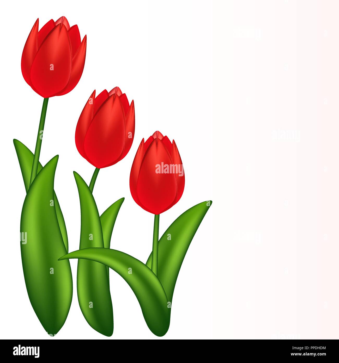 Red tulips white Stock Vector Images - Alamy