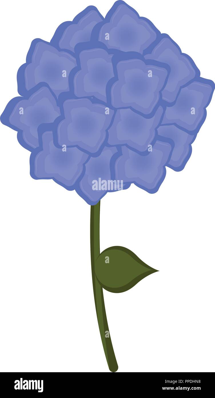 Isolated hydrangea flower icon Stock Vector Image & Art - Alamy