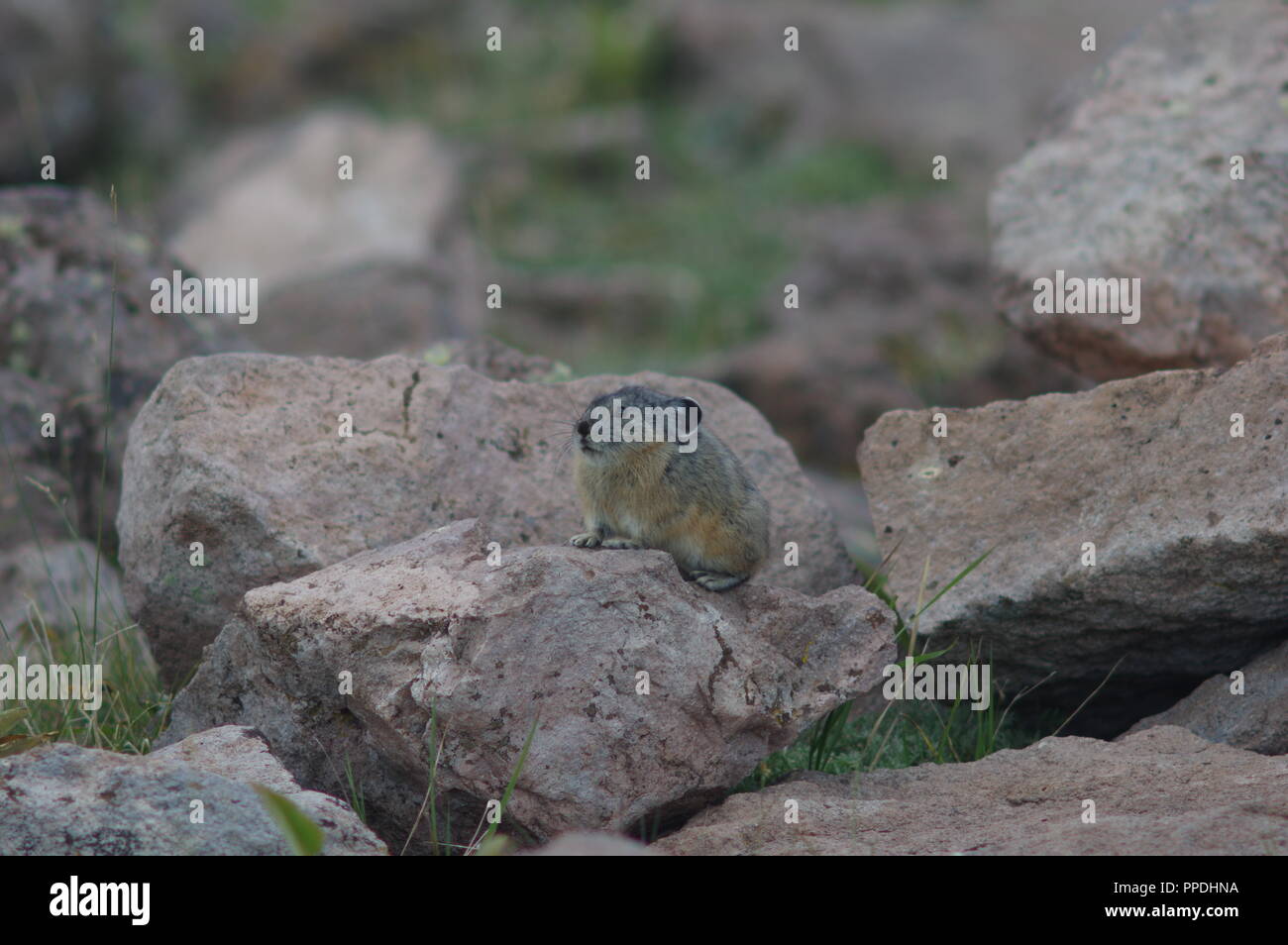 Utah pika hi-res stock photography and images - Alamy