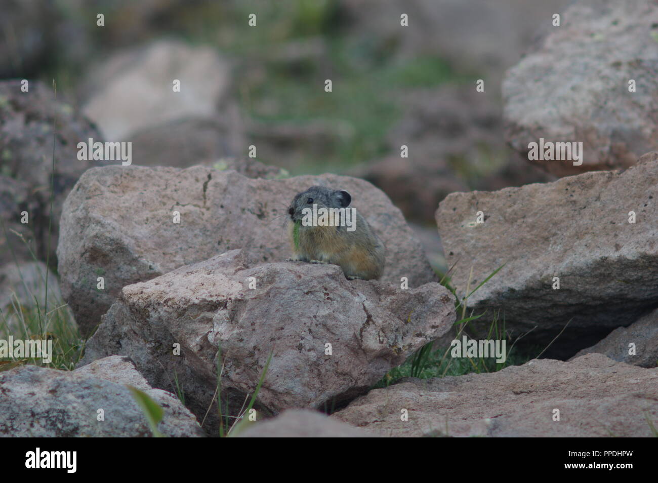 Utah pika hi-res stock photography and images - Alamy